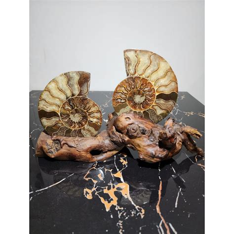 Ammonite Fossil Ammonite Fossil Good Luck Snail Shopee Philippines