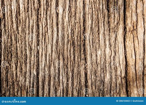 Bark Texture Of A Big Tree Background For Design Royalty Free Stock