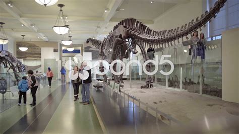 Brachiosaurus Fossils