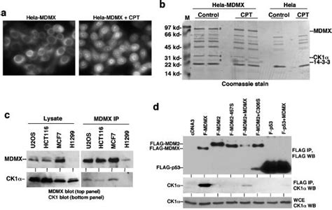 Regulation Of P53 Mdmx Interaction By Casein Kinase 1 Alpha Pmc