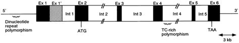 Genomic Structure Of The Human α Synuclein Gene The Bottom Line Shows