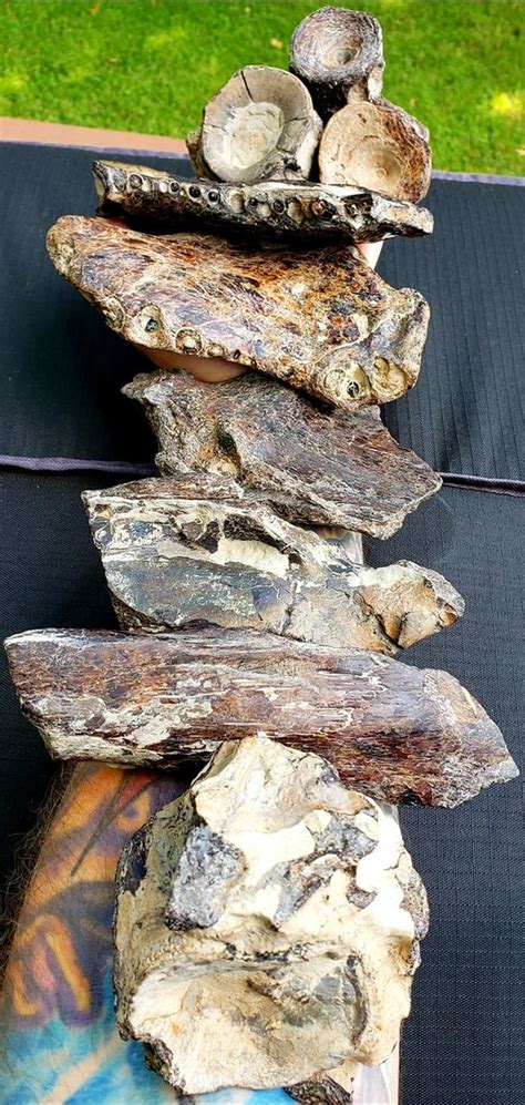 Xiphactinus Member Collections The Fossil Forum