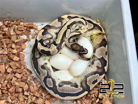 No Reserve Pair Proven Female Piebald Project Pair Ball Python By 212 Exotics