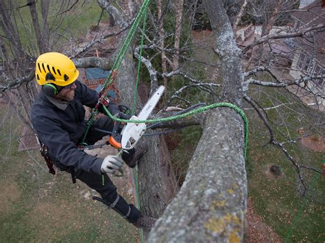 Tree Pruning Trimming In Madison WI