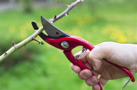 Pruning Sheers Trees Direct