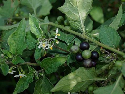 龙葵学名Solanum nigrum L 一年 高清图片堆糖美图壁纸兴趣社区