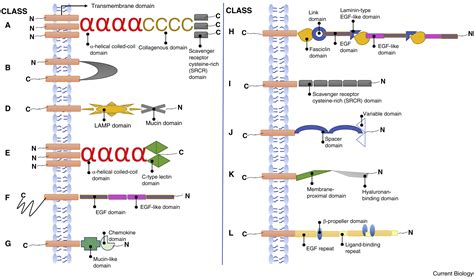 Scavenger Receptors Current Biology