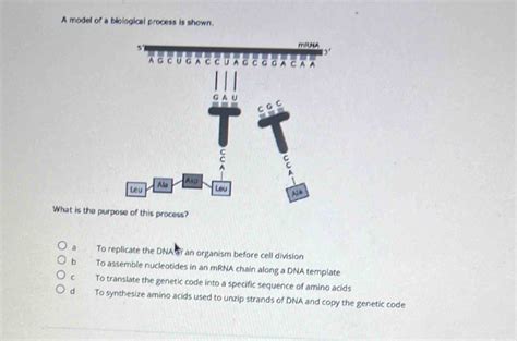 solved a model of a biological process is shown what is the purpo a