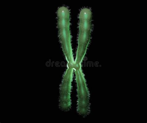 Illuminated Chromosomes Stock Illustrations 53 Illuminated Chromosomes Stock Illustrations