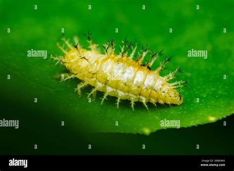 Close Up View Of A Yellow Ladybug Larva With Black Spikes Exploring A