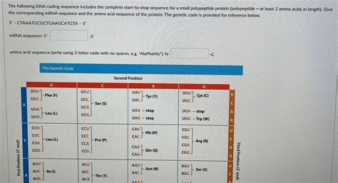 Solved The Following Dna Coding Sequence Includes The