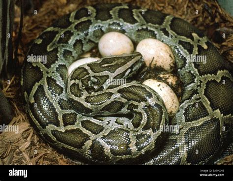Jun 12 1991 West Palm Beach Florida Usa A Burmese Python Coils Around Her Eggs To Keep Them