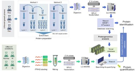 Workflow For Protein Identification Of Thalassiosira Pseudonana Download Scientific Diagram