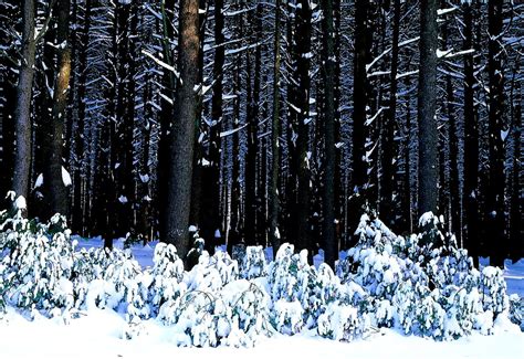 20 Смереково ялицевий ліс шпалери на робочий стіл Hd 🔥 Скачати