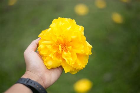 Diy Bokeh Shapes How To Make Custom Bokeh Shapes Nuugraphics