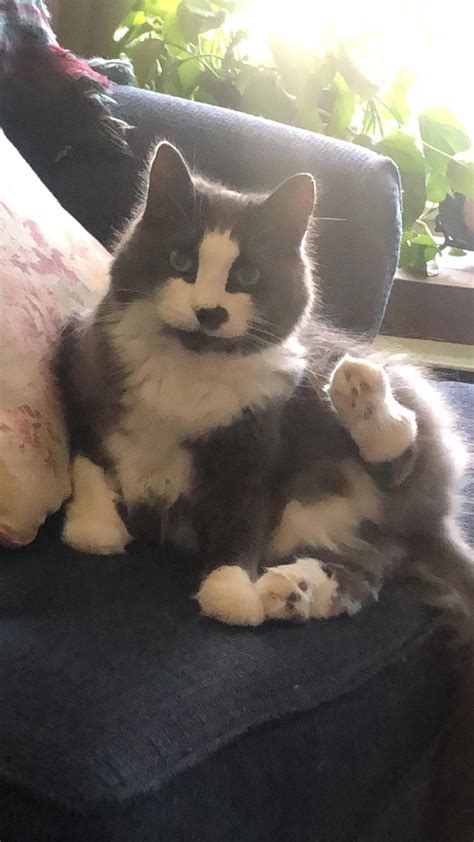 Oral Squamous Cell Carcinoma Cat