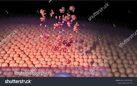 G Proteincoupled Receptors Gpcrs Form Largest Stock Illustration 2220057883 Shutterstock