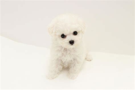 비숑프리제 나예 비숑·비숑프리제·미니비숑 강아지 분양 건강검진·펫보험·배송 보장 몽냥몽냥리제·미니비숑 강아지분양