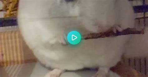 Cloud Mouse Album On Imgur