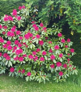 Саженцы рододендрона оптом и в розницу - купить саженцы рододендрона в ...