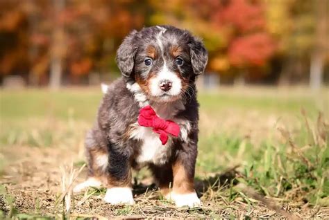 Bernedoodle Life Expectancy Shocking Truth Of Lifespan
