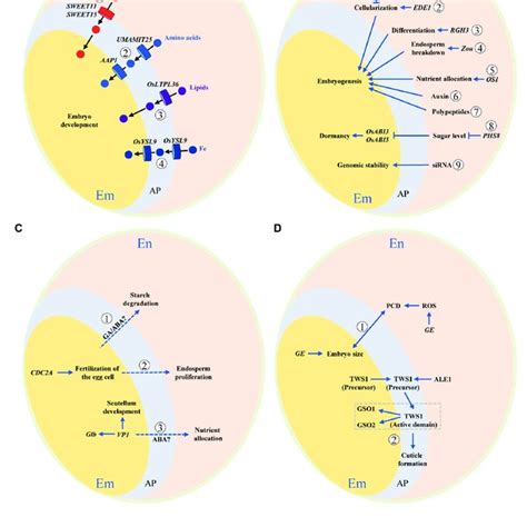 Pdf Embryo Endosperm Interaction And Its Agronomic Relevance To Rice