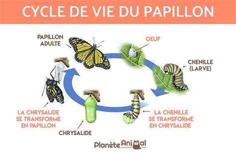 Cycle De Vie Du Papillon Naissance Reproduction Habitat Et Bien