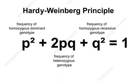 Hardy Weinberg Principle Illustration Stock Image F0419916 Science Photo Library