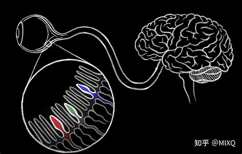 光谱与图像004 ——眼睛如何记录光？ 知乎