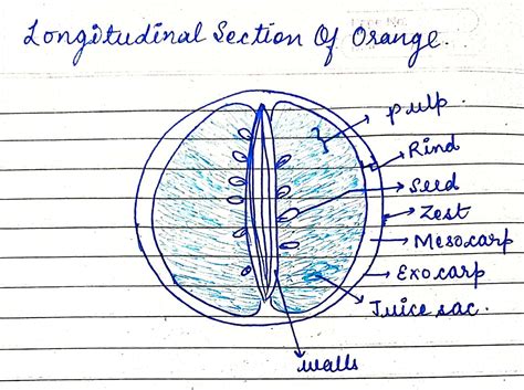 Draw A Well Labelled Diagram Of A Longitudinal Section Of An Orange