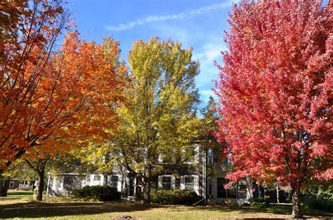 Taken For Granted Maple Tree Colors