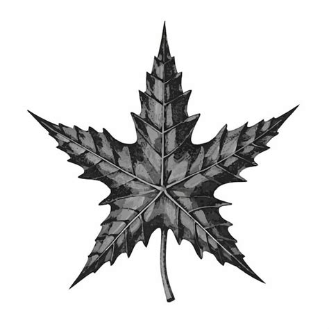 Premium Vector Sweetgum Leaf Vector Illustration