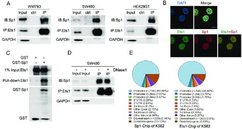 Identification Of Ets1 As A Sp1 Binding Protein A The In Vivo Download Scientific Diagram