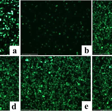 Establishment Of The 293f Stable Cell Line A Gfp Positive 293t Cells