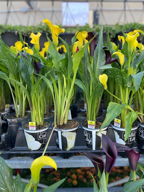 maisam alam on linkedin hellospring