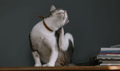 Breaking The Vicious Itch Scratch Cycle Via Miswired Neurons