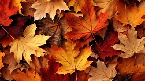 Fall Leaves Background Powerpoint