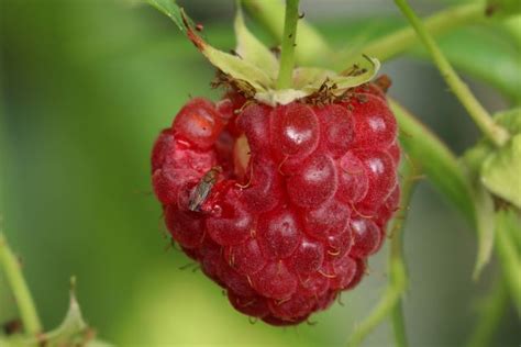 8 Raspberry Pests And How To Get Rid Of Them
