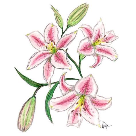 Pin By Tekla Lolua On Watercolor Flower Art Lilies Drawing Flower
