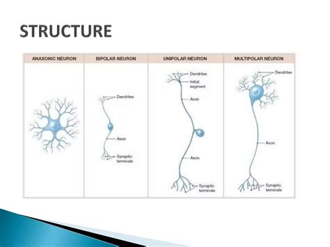 Neural Signaling And Electricl Pathway Pptx