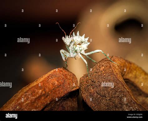 Macro View Of An African Flower Mantis Pseudocreobotra Lestoni