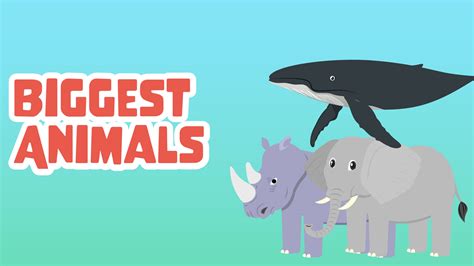 Rhythmic Patterns Unveiling The Powerful Pulse Of Melody Learningmole