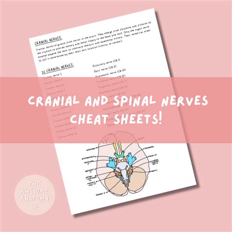 Pdf A4 Cheat Sheet Cranial And Spinal Nerves Digital Download Artofit