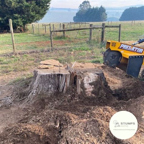 Stumps Have You Got An Annoying Tree Stump On Your Property Let Our