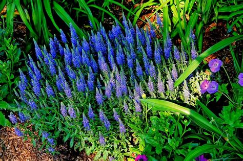 Вероника длиннолистная"Blauriesin" | LeafGarden