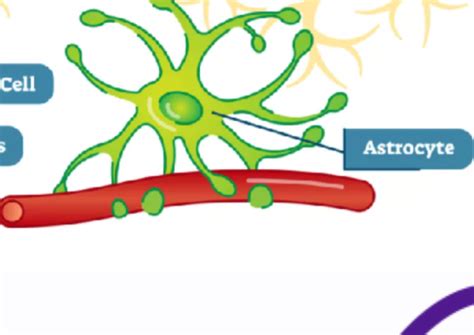 Nervous System Flashcards Quizlet