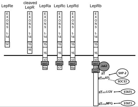Figure 2 Lepr Isoforms And Signaling Lepra Endotext Ncbi Bookshelf