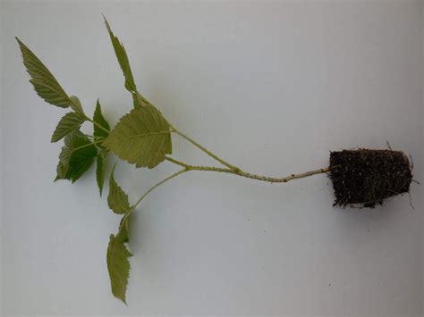 Cascade Delight Potted Red Raspberry Plants Large Sweet Etsy