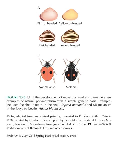 Evolution Figures Chapter 13