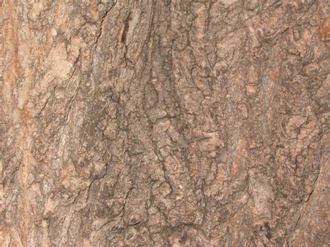 Tree Texture 1 Free Photo Download Freeimages